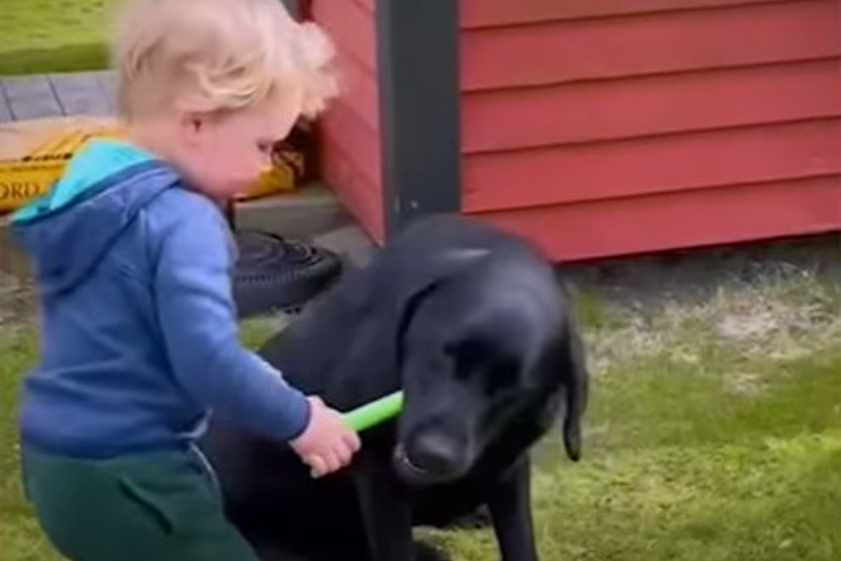 Il Labrador Elvis adora il suo fratellino umano Ted e lo protegge da ...