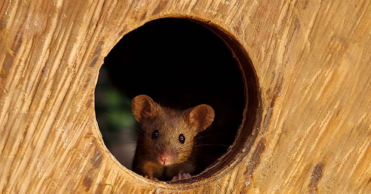 Uomo scopre una famiglia di topini nel suo giardino e gli costruisce un ...