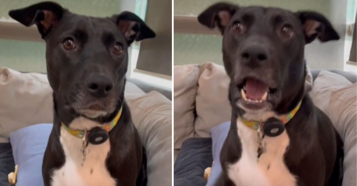 Dice al suo cane che è stato adottato e la sua reazione è davvero ...