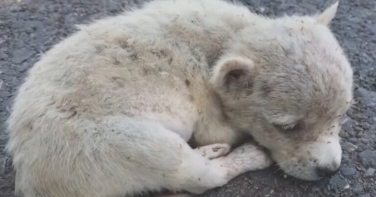 Cucciolo rannicchiato in mezzo alla strada viene salvato prima di ...