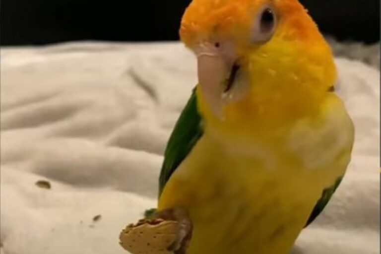 Il pappagallino Hubert non riesce a non buttare via le cose dal suo ...