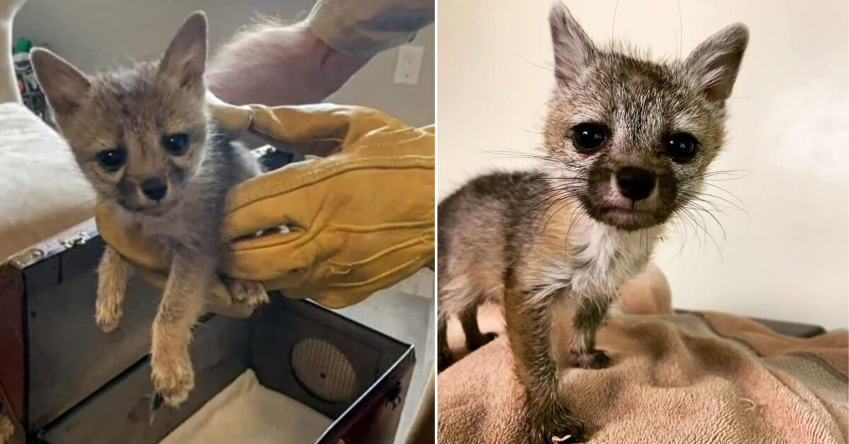 Famiglia salva la volpe che ha seguito il suo cagnolino fino a casa ...