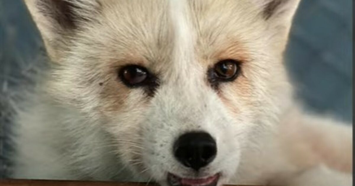 La volpe Jasper è dolcissima e adora stare con tutte le altre volpi di ...