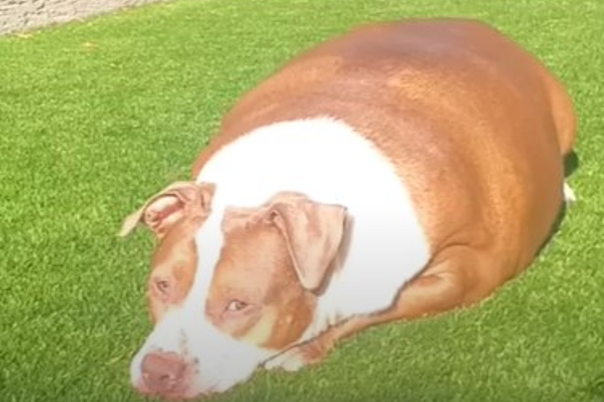 La cagnolona Pit Bull Margo ha perso molto peso e ora è pronta per ...