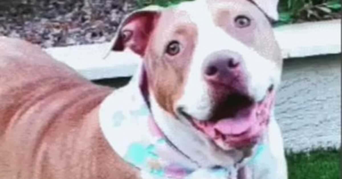 La cagnolona Pit Bull Margo ha perso molto peso e ora è pronta per ...