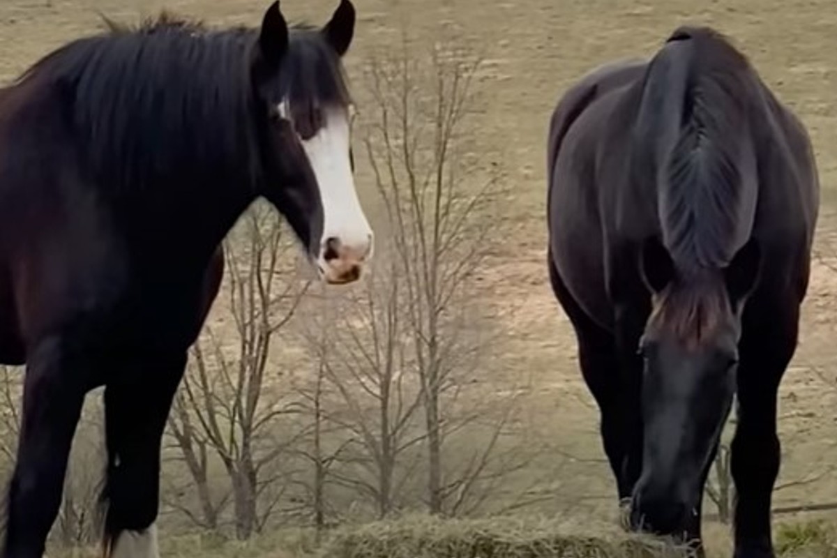 I cavalli Phantom e Teton sono dolcissimi insieme e il loro legame è ...