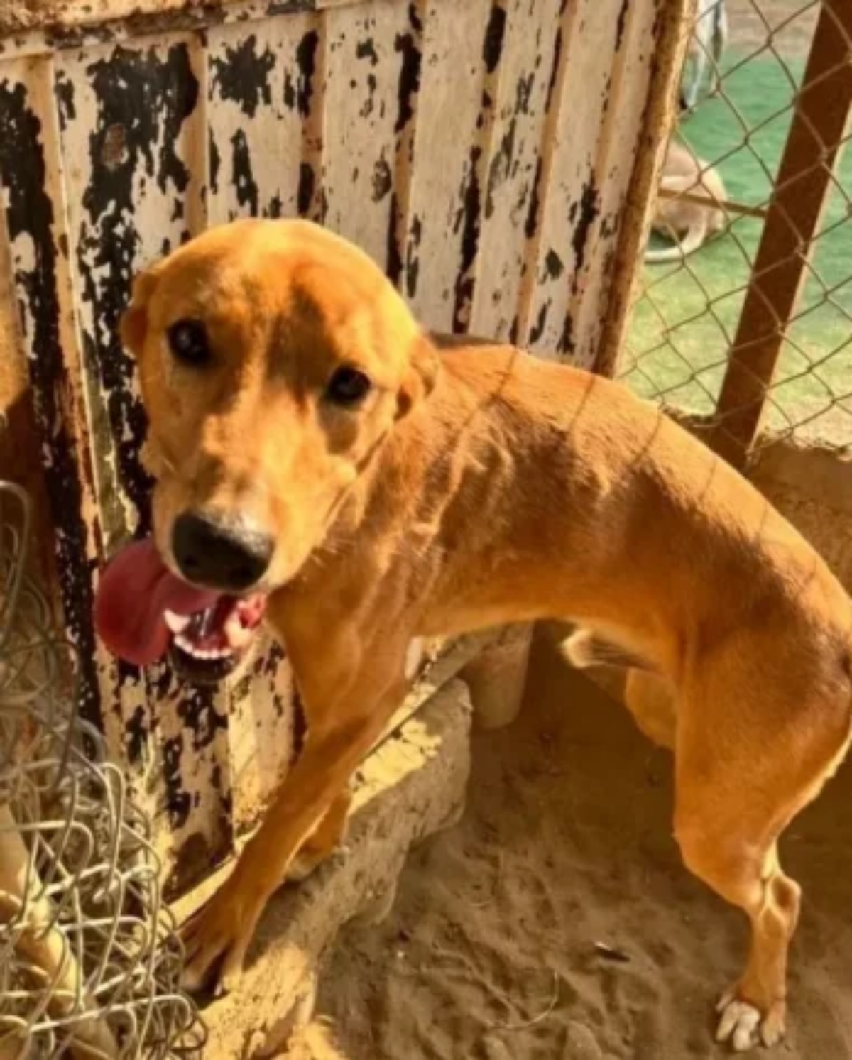 Choco è stato abbandonato ma non rinuncia all'idea che il suo padrone ...