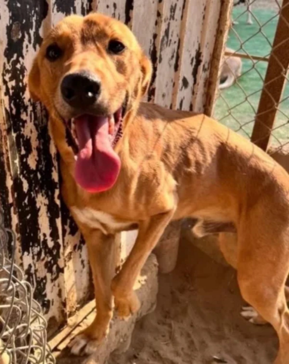 Choco è stato abbandonato ma non rinuncia all'idea che il suo padrone ...