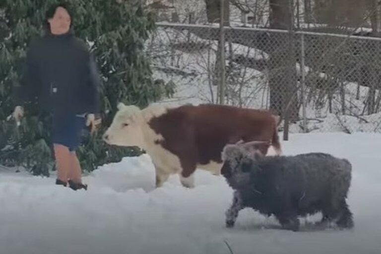 Il vitellino Haru ha tantissimi amici speciali che gli dimostrano ...