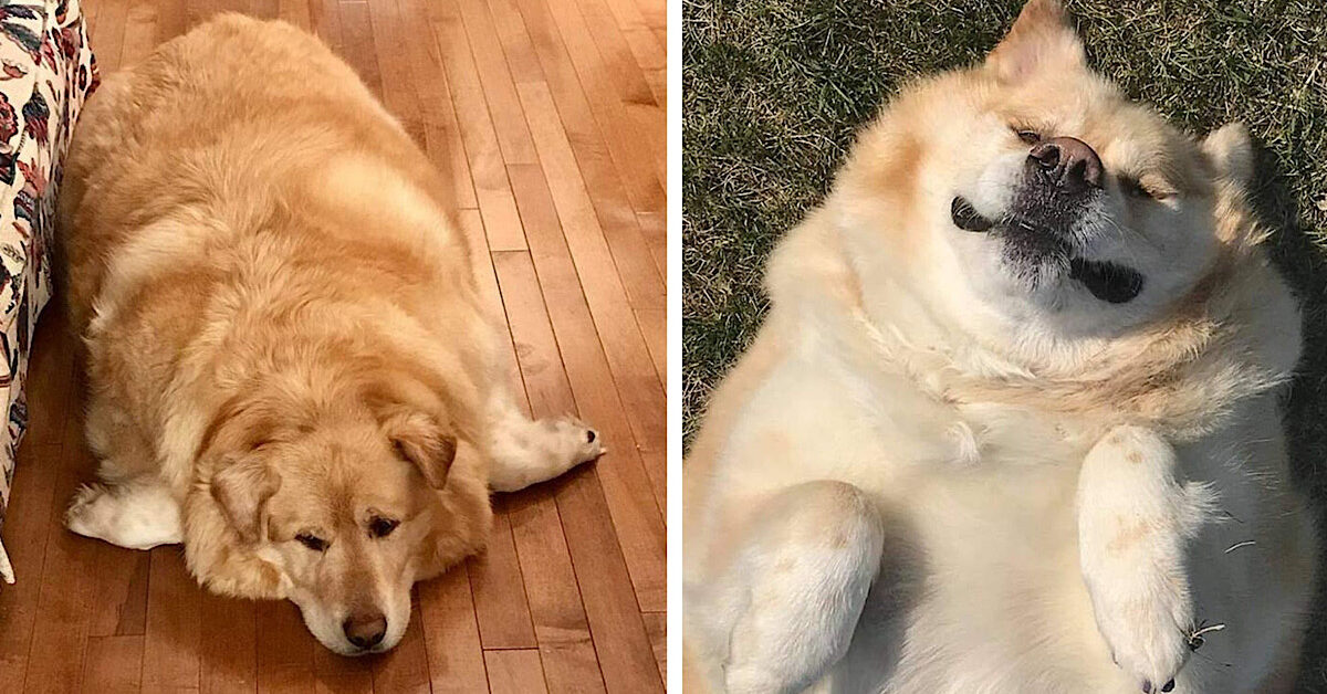 Golden Retriever di 78 kg stava per essere soppresso ma l’amore di una ...