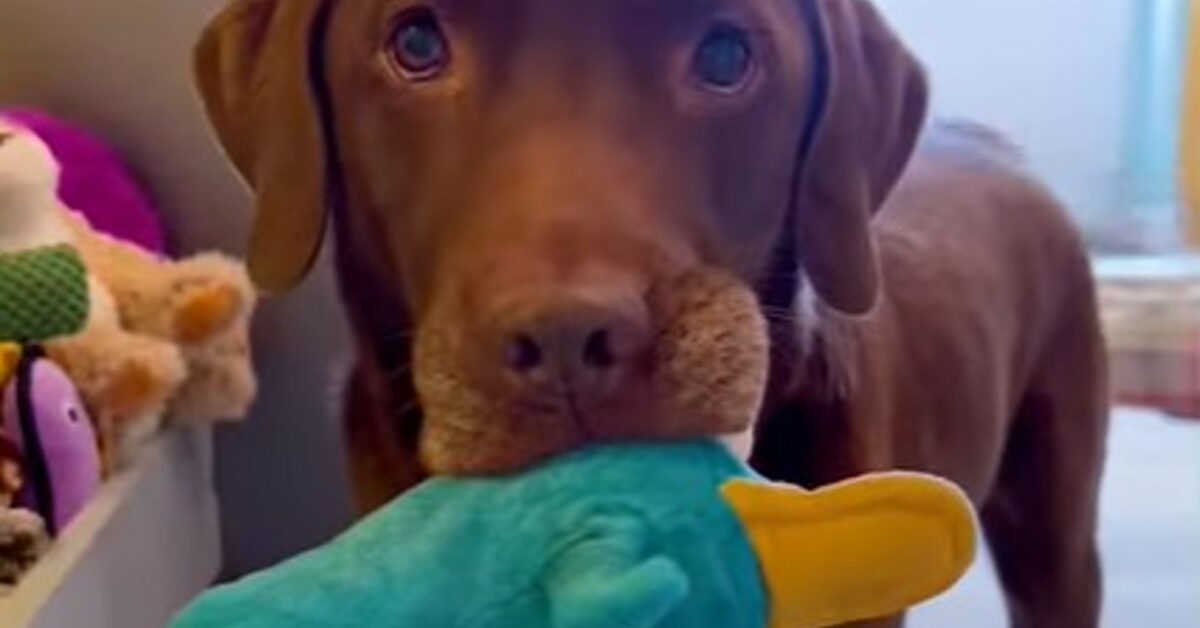Il Labrador Ollie ha un peluche davvero speciale da cui non si stacca ...