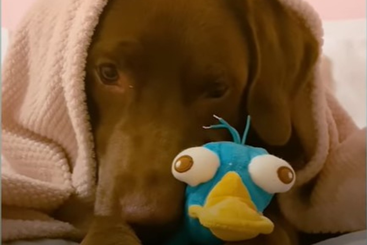 Il Labrador Ollie ha un peluche davvero speciale da cui non si stacca ...
