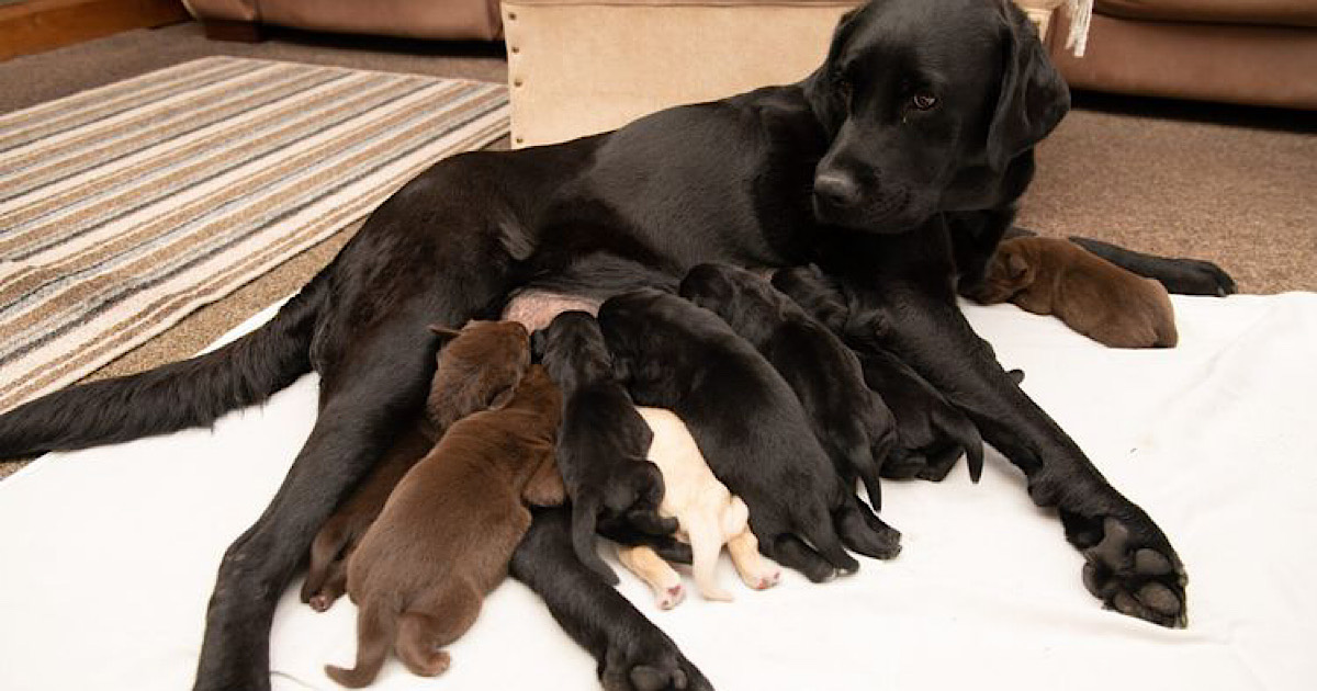 Labrador Retriever dà alla luce una rara cucciolata di diversi colori