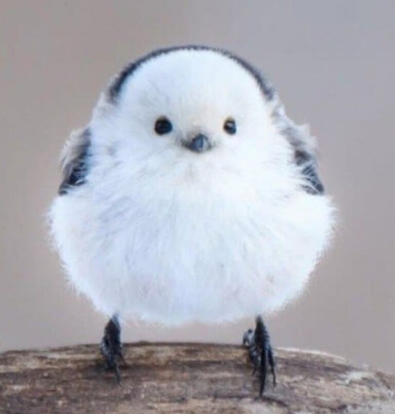 La cincia dalla coda lunga, l'animale più tenero del mondo