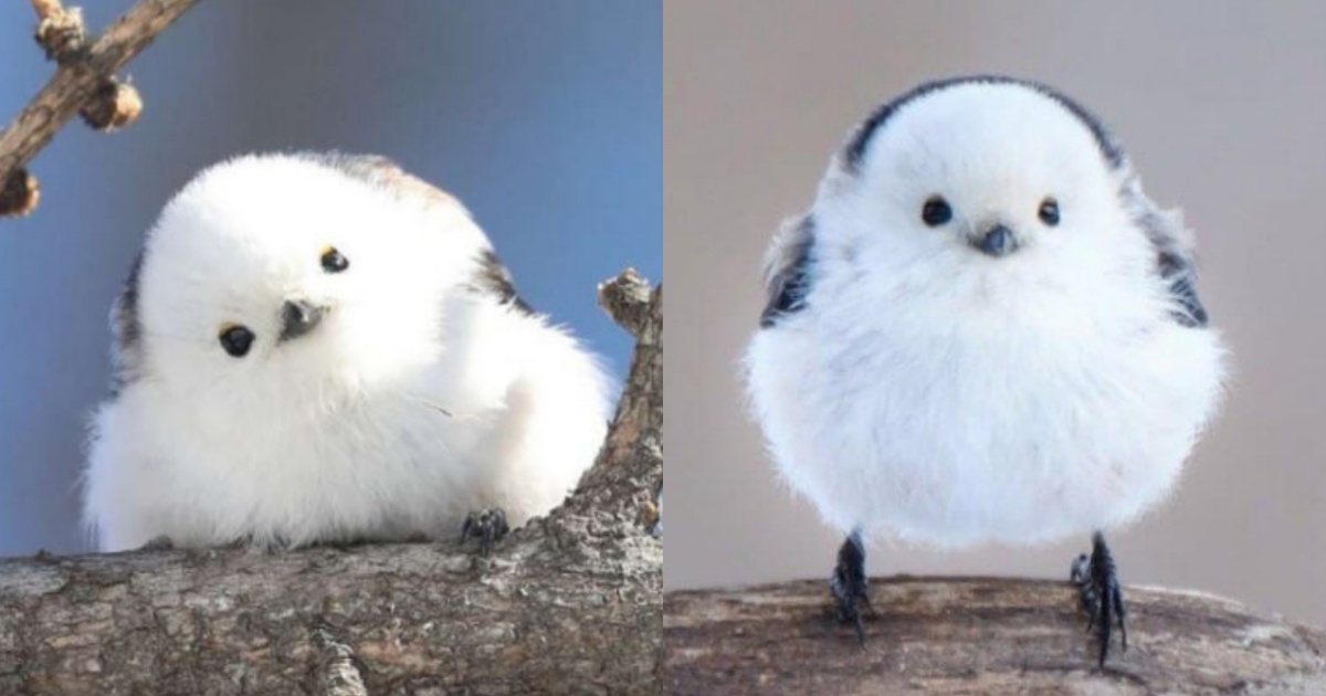 La cincia dalla coda lunga, l'animale più tenero del mondo