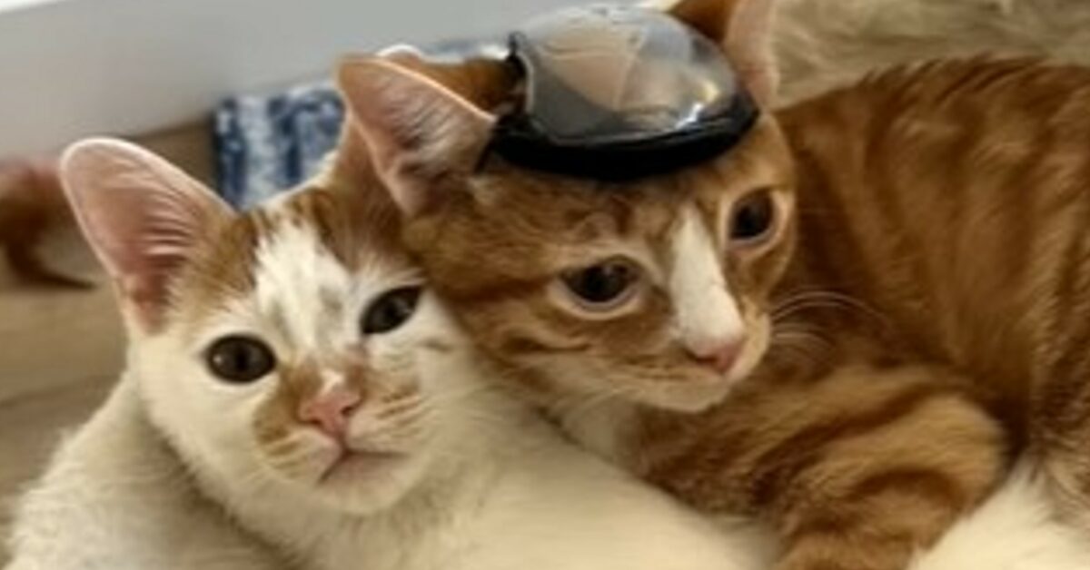 I gattini fratelli Otter e Bunny hanno dei bisogni speciali ma anche ...