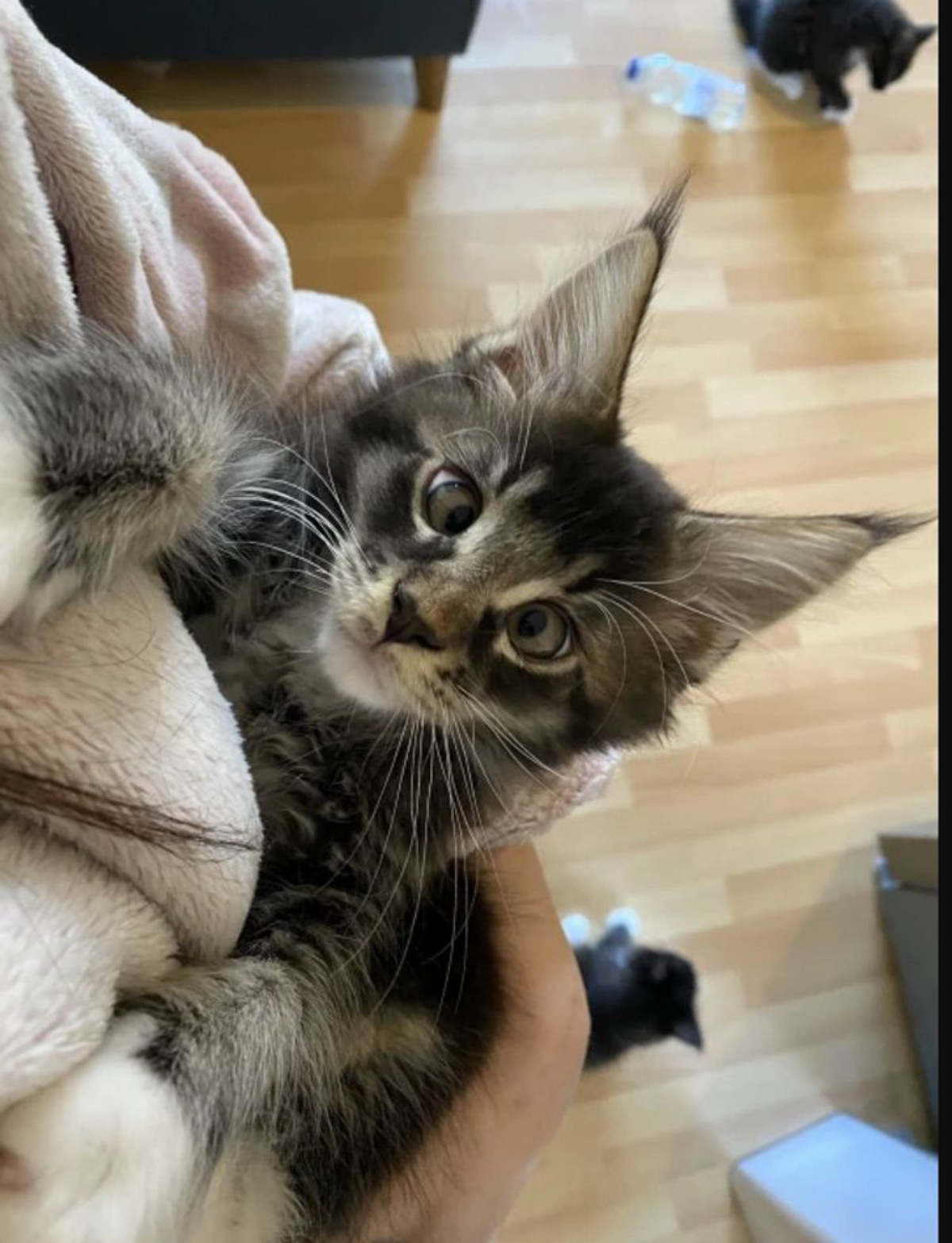 Gattino strabico viene adottato nonostante le sue condizioni