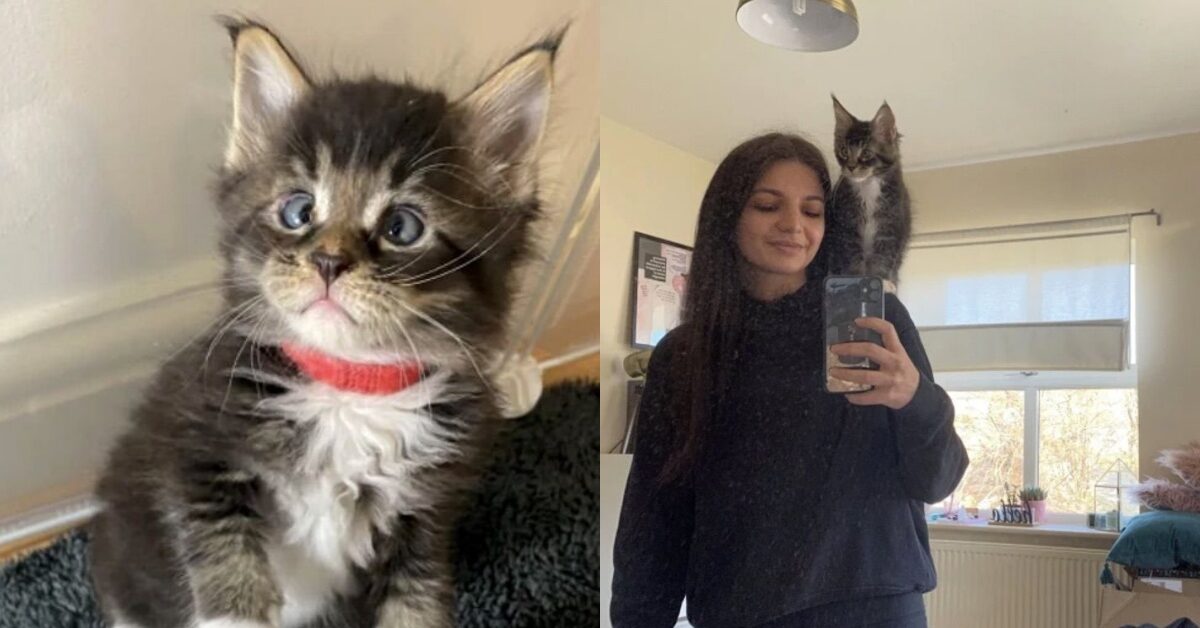 Gattino strabico viene adottato nonostante le sue condizioni