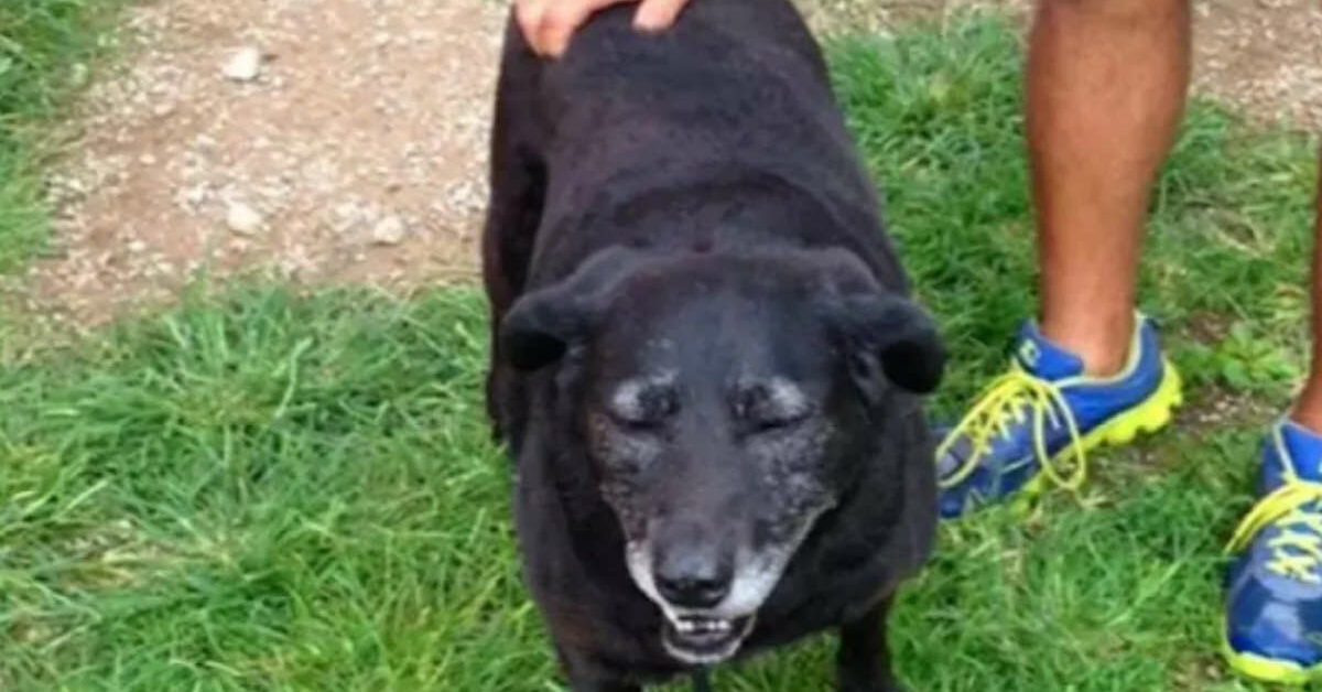 Labrador Retriever abbandonata ritorna dalla sua famiglia: la triste ...