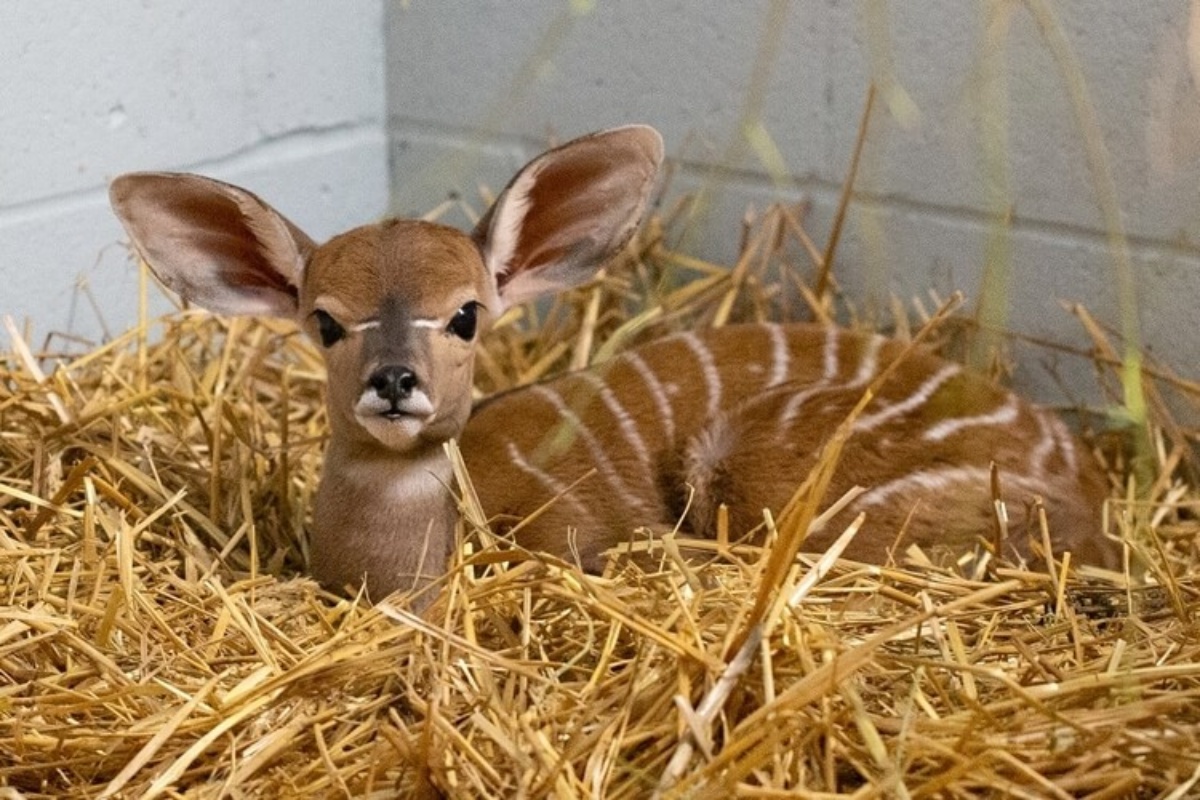 Zoo e riserva naturale di Como: nasce un nuovo esemplare di Lesser Kudu