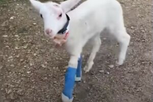 Volontari salvano la pecora Sam e le regalano una vita meravigliosa (VIDEO)