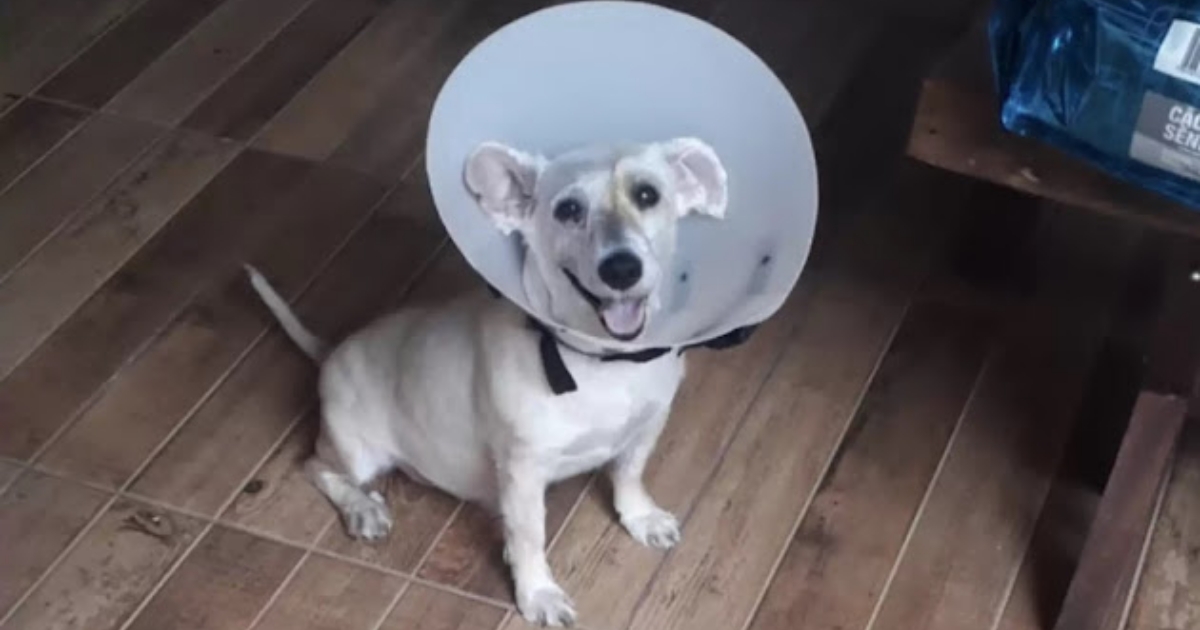 Cucciolo era diventato cieco: l'attimo in cui rivede il volto del ...