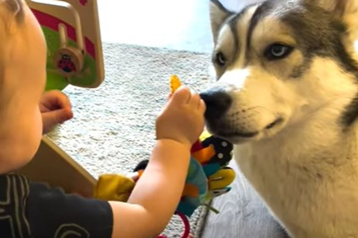 La gioia del cagnolone Husky Theo quando ha capito che sarebbe ...