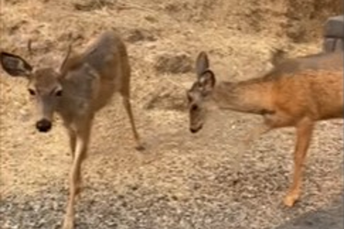 Salva il cervo Thor e diventa la sua migliore amica; una storia di ...