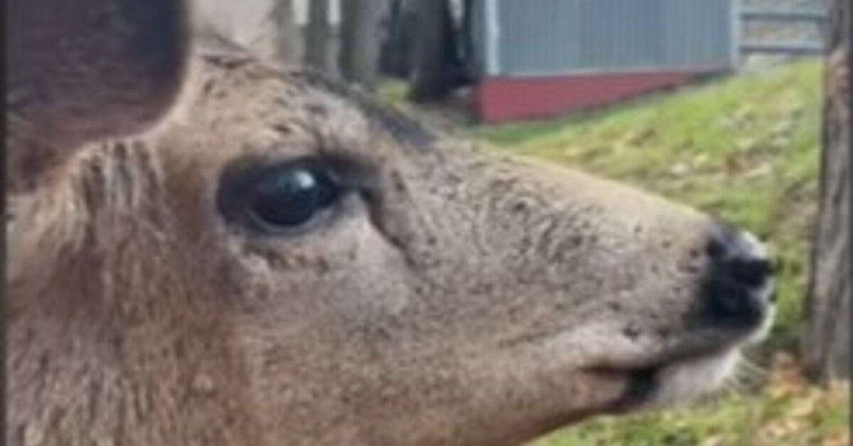 Salva il cervo Thor e diventa la sua migliore amica; una storia di ...