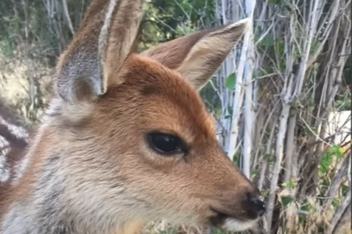 Salva il cervo Thor e diventa la sua migliore amica; una storia di ...