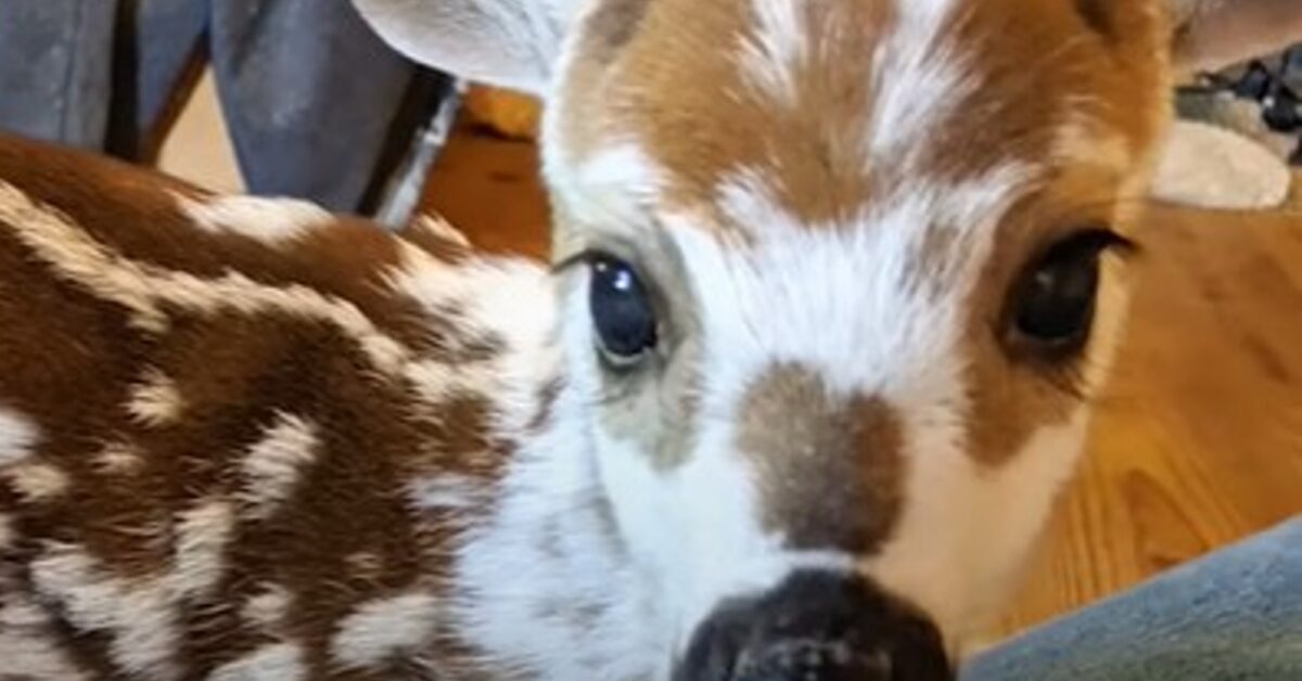 Donna salva e si prende cura di un cucciolo di cervo rimasto orfano; la ...