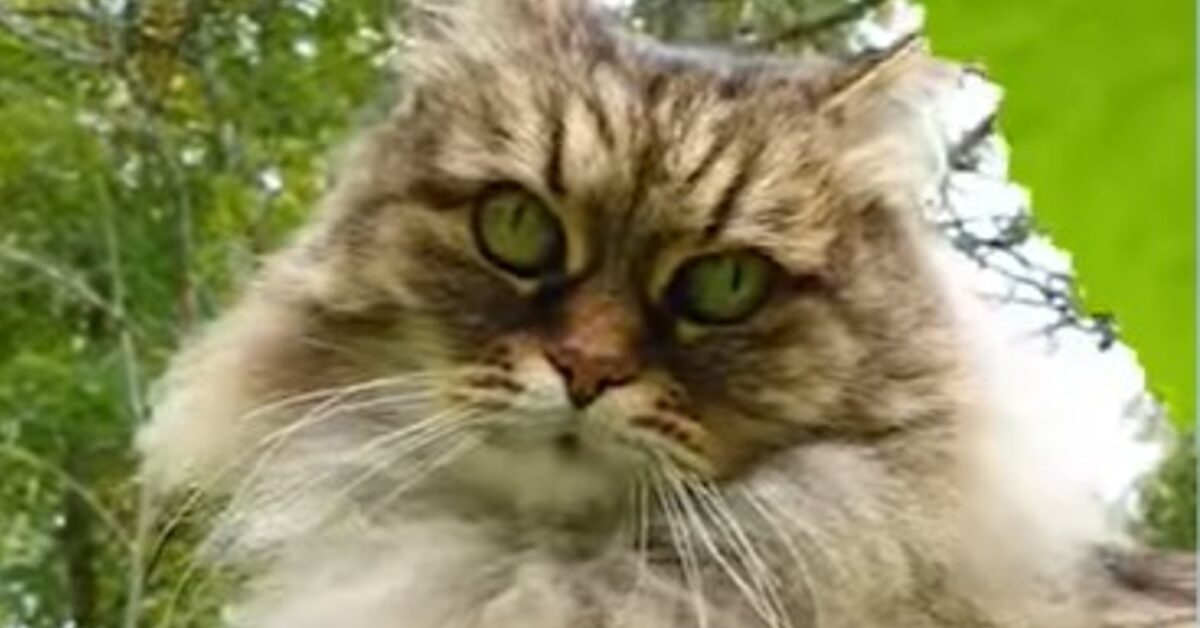 Proprietario sfida la gatta velocista Rackarkatten ma perde sempre; la ...