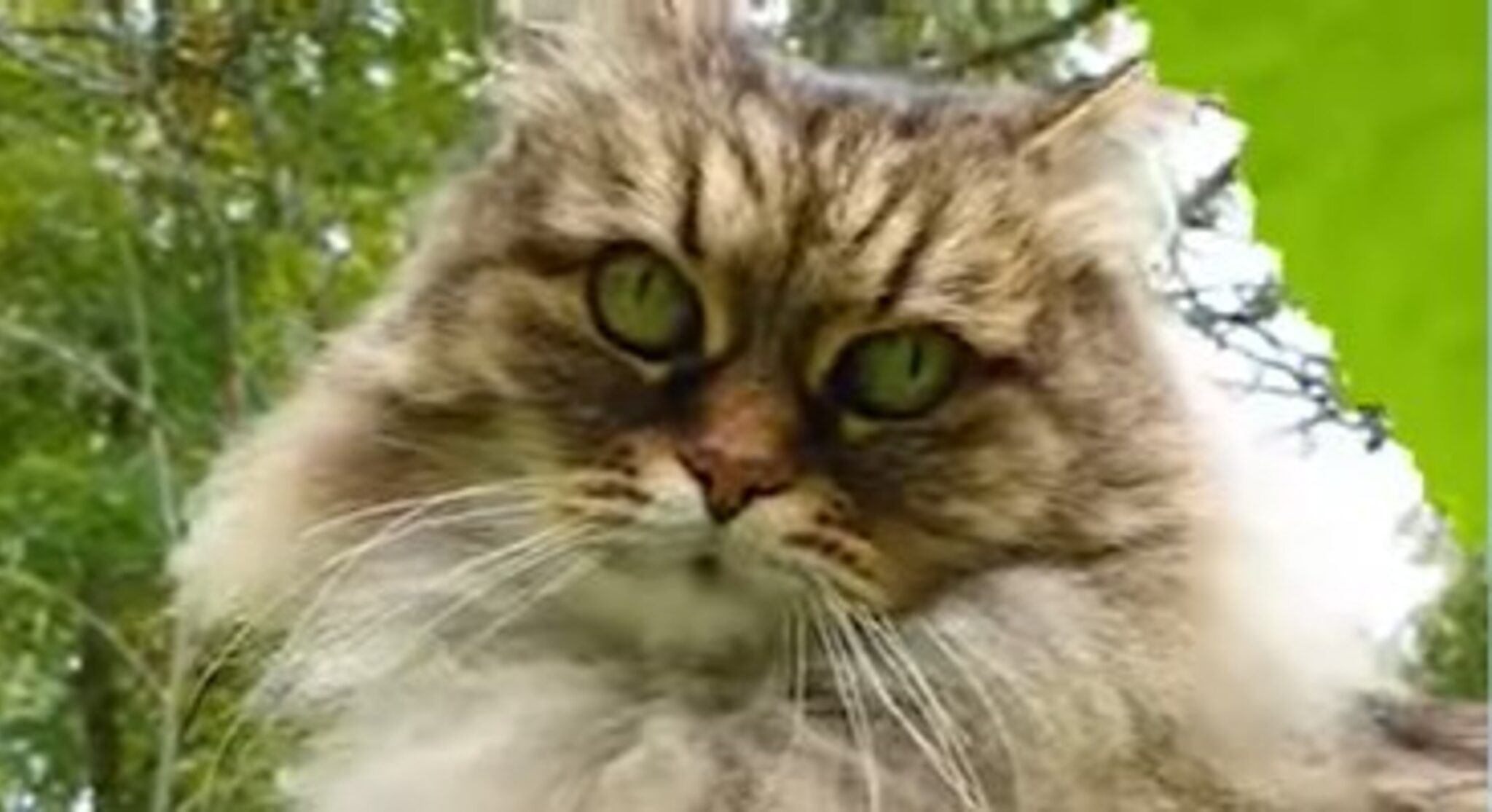 Il gattino Elio e il cane Talco hanno trovato due famiglie davvero ...