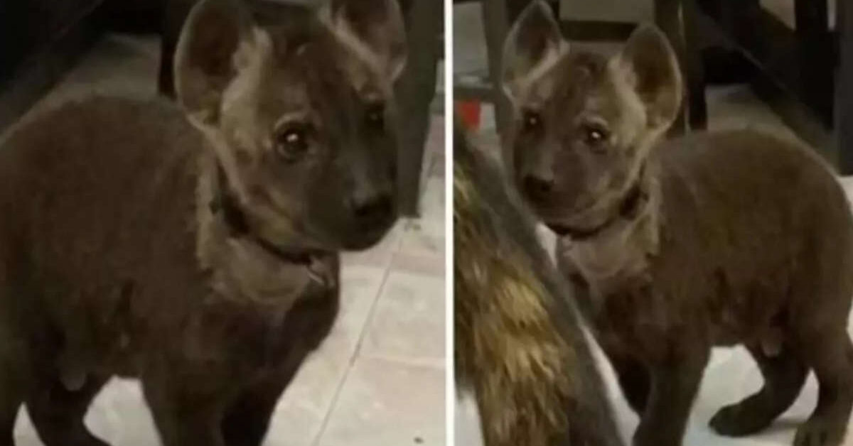 Salva un animale particolare dalla strada, credeva fosse un cucciolo ...