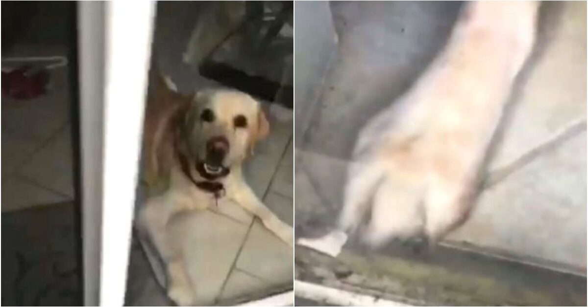 Labrador geniale libera la sua mamma umana dopo che è rimasta chiusa ...