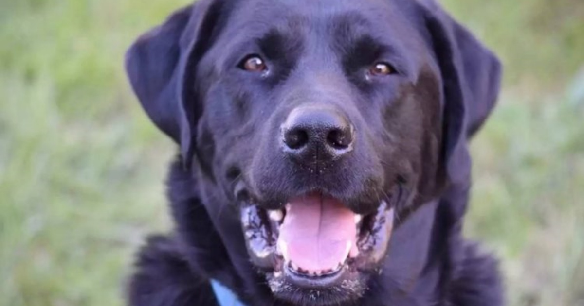 Labrador muore e la sua mamma umana onora la perdita tatuandosi una ...