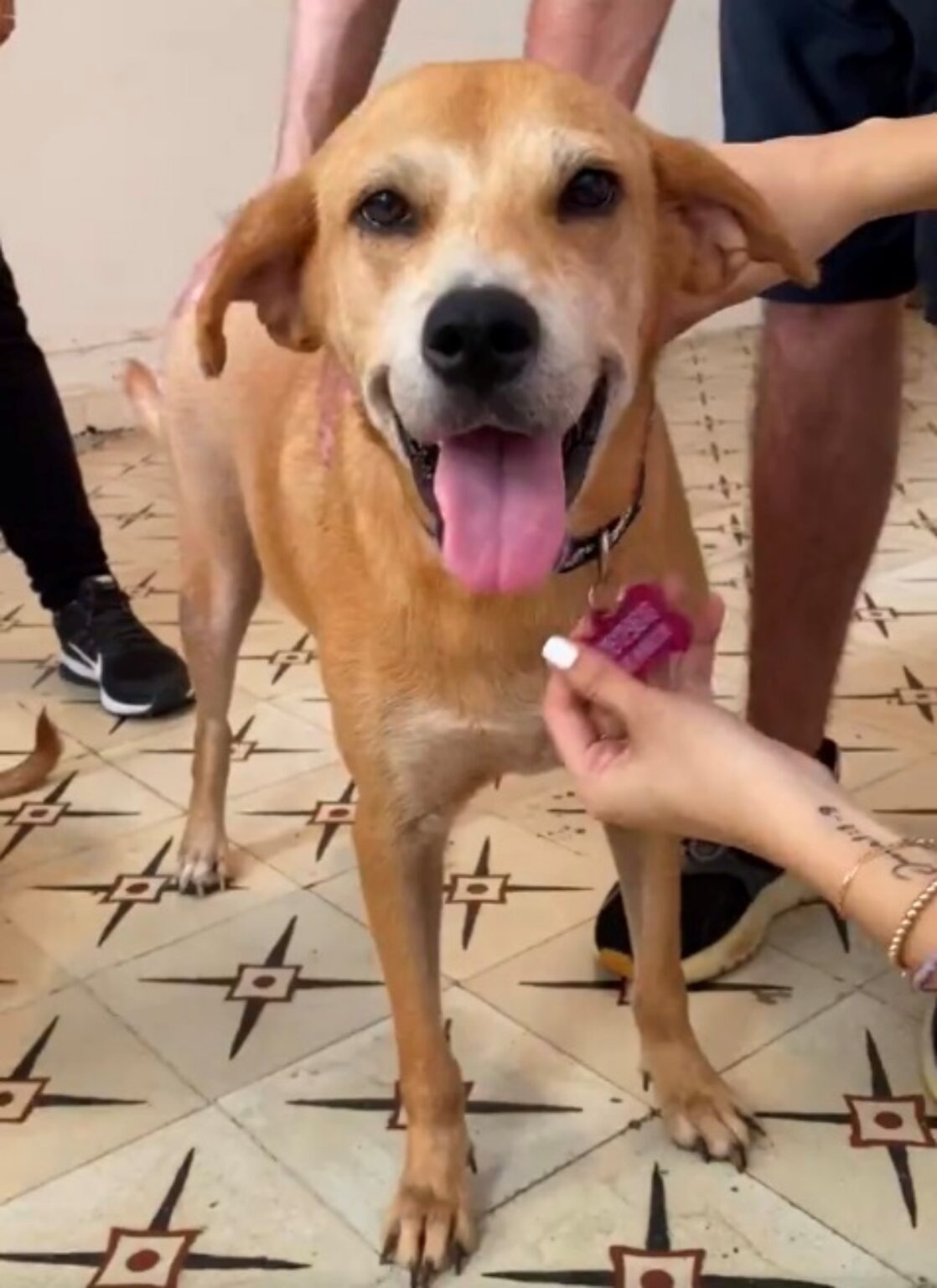 la storia della cagnolina Flor: la sua incredibile trasformazione ...