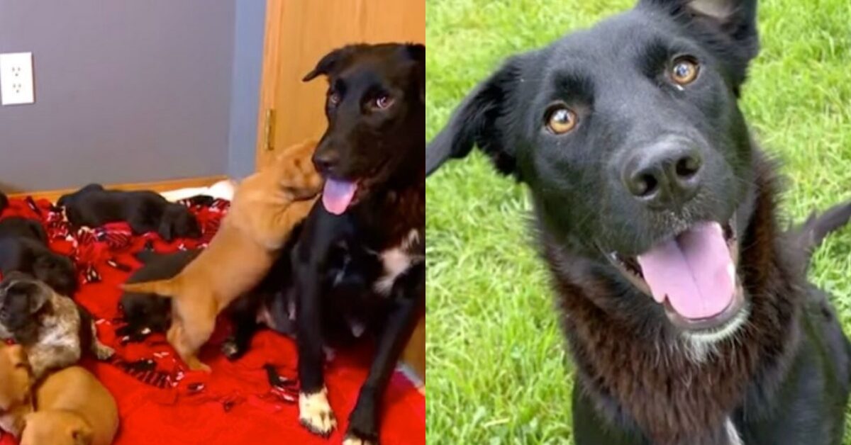 Dopo aver partorito la cagnolina muore ma fortunatamente i suoi ...