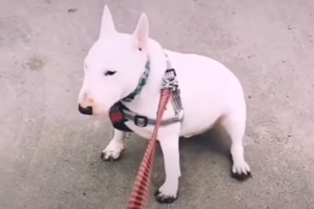 Cagnolone Cheeco e la sua sorellina golden retriever sono dolcissimi ...