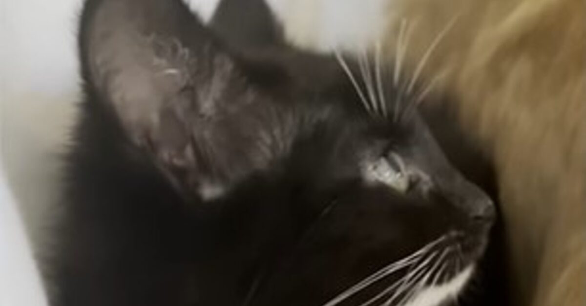 Lo salvano e lo rendono felice; il gattino Winnie ha adesso una ...