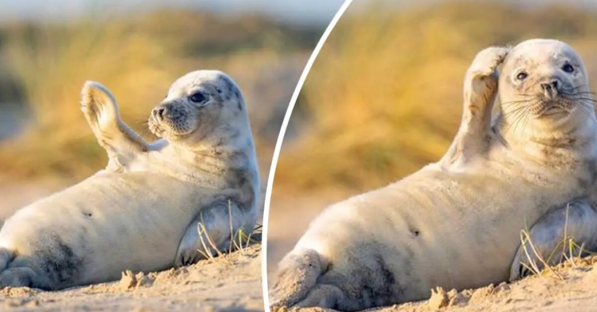 Un adorabile cucciolo di foca in posa sulla spiaggia "saluta" il ...