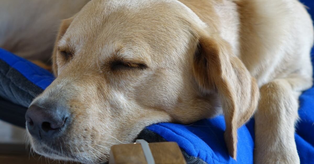 Chiede di poter tenere il suo Labrador in Hotel, ma non si sarebbe mai ...