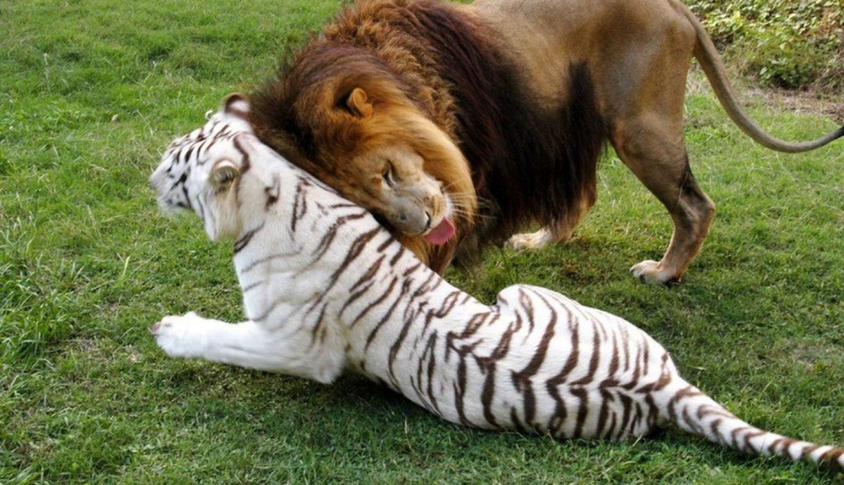 La strabiliante fuga d'amore di un leone e una tigre innamorati(VIDEO)
