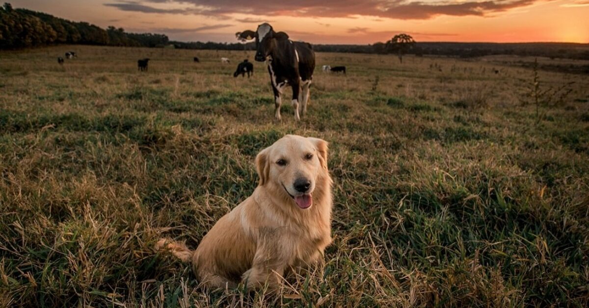Piccola mucca salvata all'asta trova un compagno di vita (VIDEO)