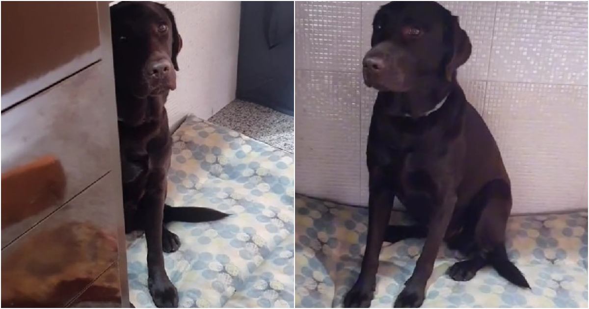 Labrador con i sensi di colpa mostra tutto il suo aspetto colpevole e ...