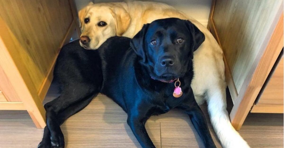 Labrador Lily chiama la sua sorellina sorda quando arriva l'ora di fare ...