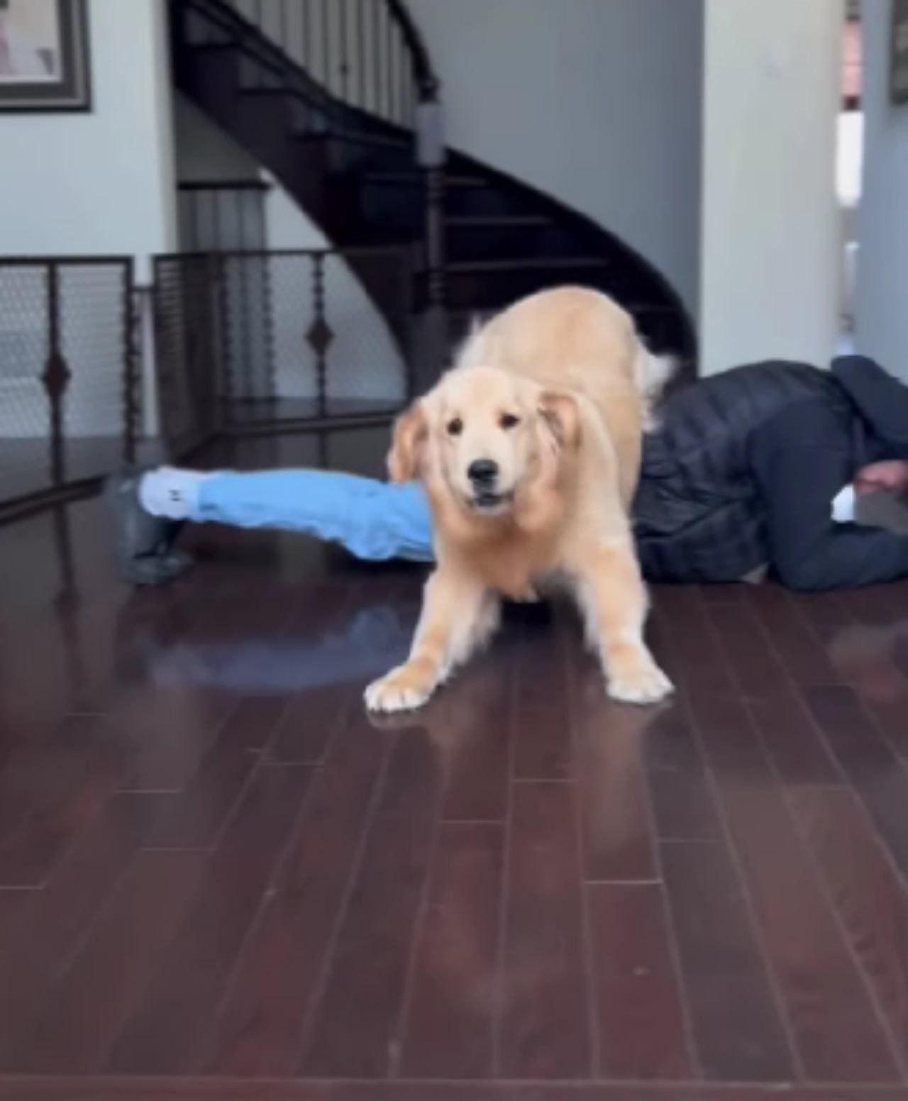 Golden Retriever Sterling e Colin fanno allenamento con il suo ...