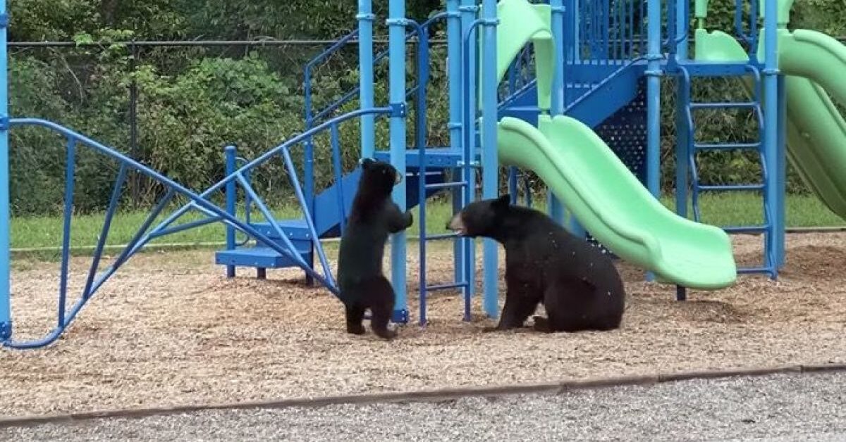 Mamma orso avvistata mentre gioca con il cucciolo tra gli scivoli al ...