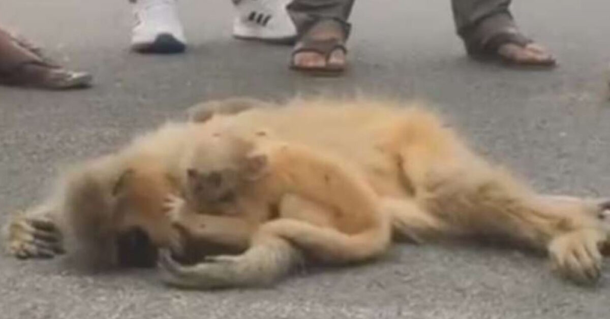 Cucciolo di presbite dorato emette dei gridi per "svegliare" la madre ...