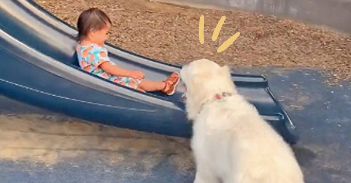 Adoriamo guardare questo Golden Retriever essere la migliore tata per ...